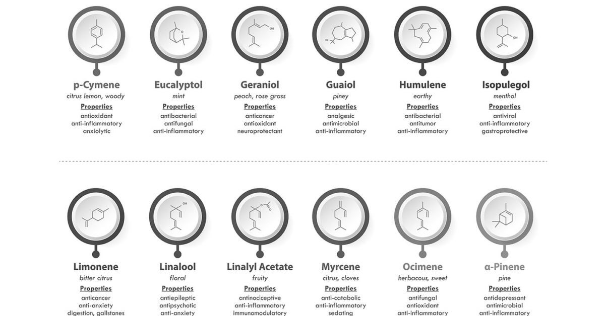 Why Terpenoids Matter | LEVEL
